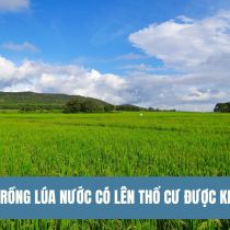Đất trồng lúa nước có lên thổ cư được không? | BanNhaTanBinh.Com.Vn